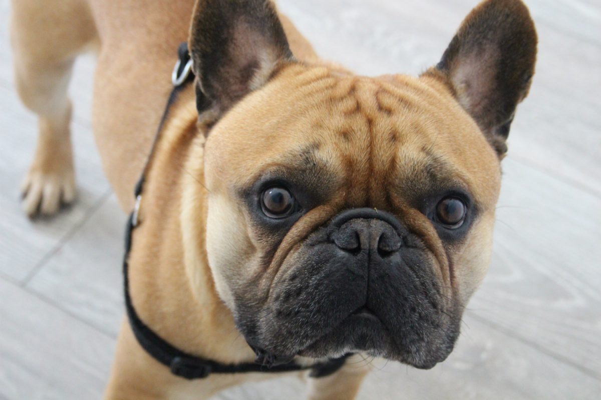 Best Dog for A Single Person - Make A Right Choice