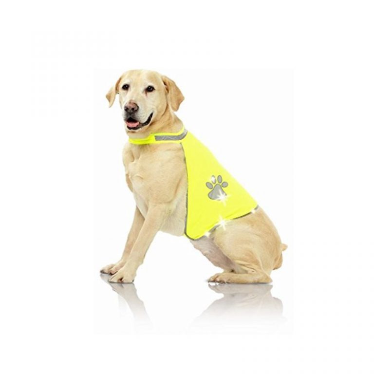 Best Information about Dog Safety Tips, Guide and More