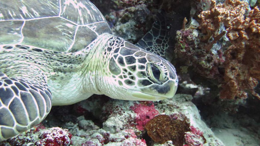 How To Identify Turtles ( Best Information And Guide )