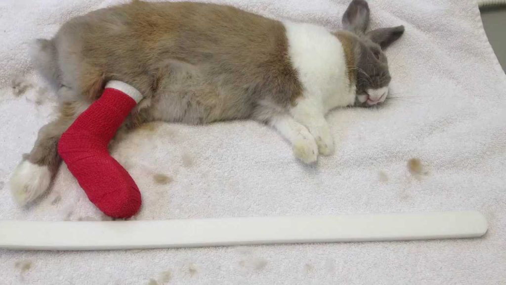 Rabbit Injuries | How to Care for a Injured Rabbit