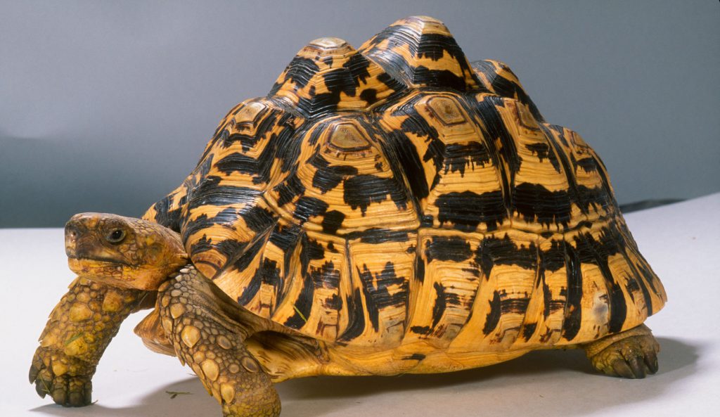 Leopard Tortoise Size, housing, food and light requirements