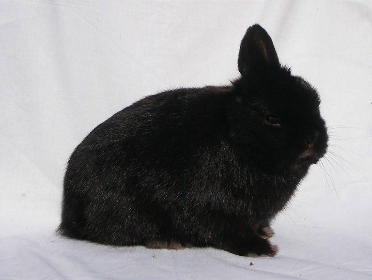 Netherland Dwarf Rabbit | History, Basic Health, Characterstics