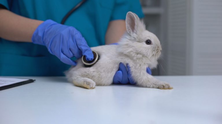 Rabbit Diseases | Skin & Bacterial infection in Rabbit