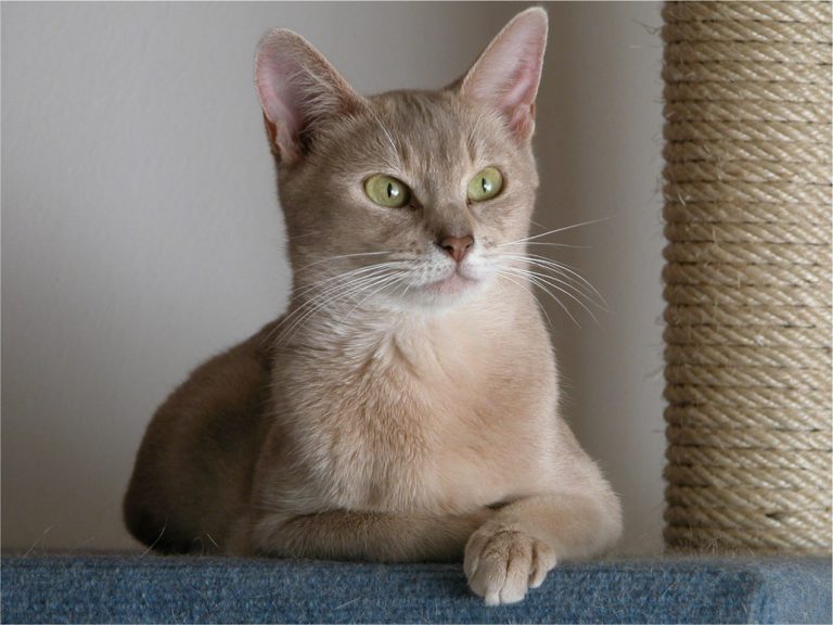 Abyssinian Cat Breed: Characteristics, Temperament, Cat Care