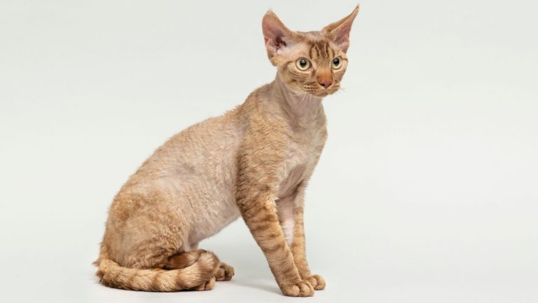 Devon Rex Cat (Characteristics, Temperament, Basic Care) | More