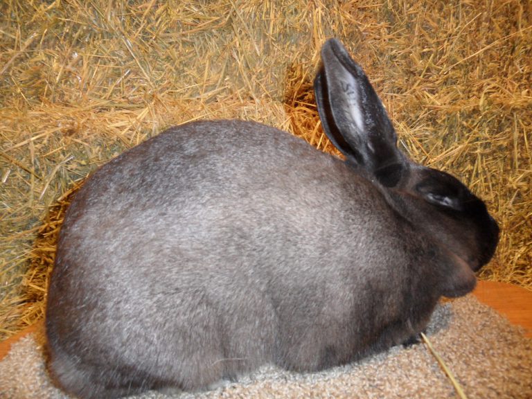 Best 10 Type Of Rabbits - Popular Rabbit Breeds