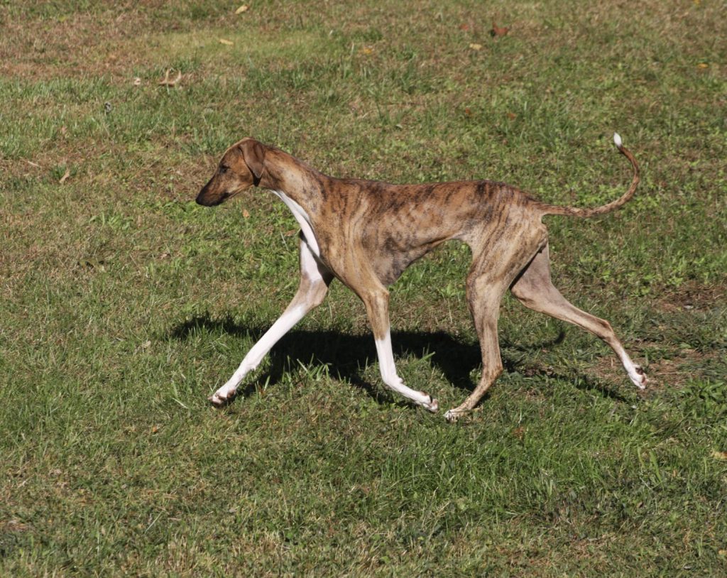Azawakh Dog (History, Characteristics, Personality & More)