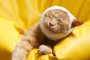 How to Bandaging a Cat ? | Bandaging Tips and Tricks
