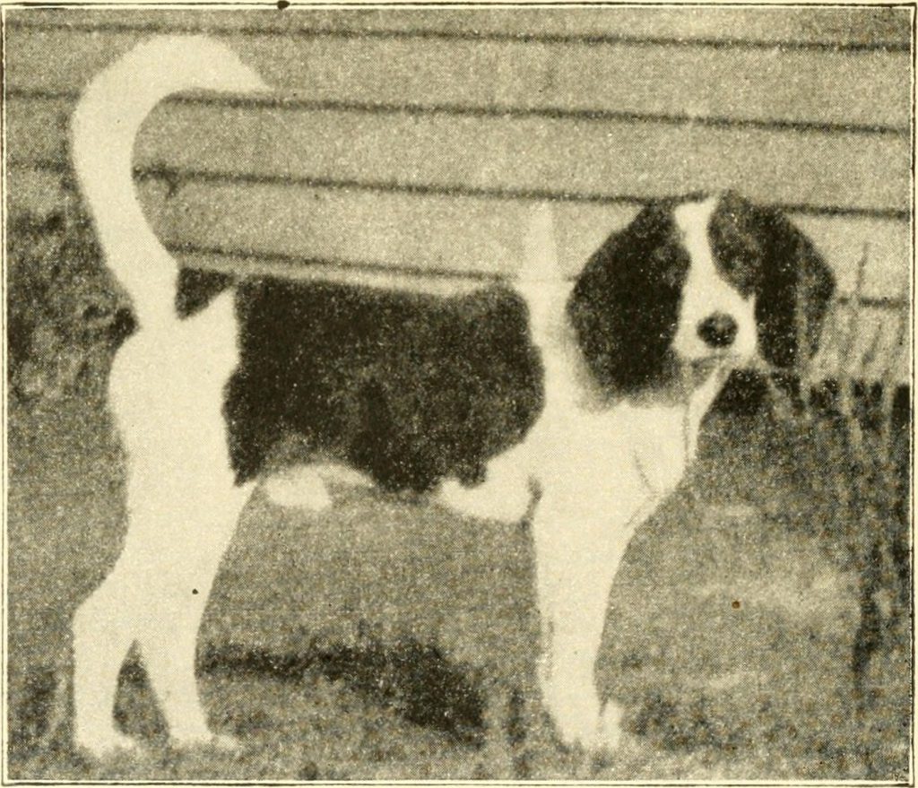 Beagles dog (History, Characteristics & Basic Health Problems)