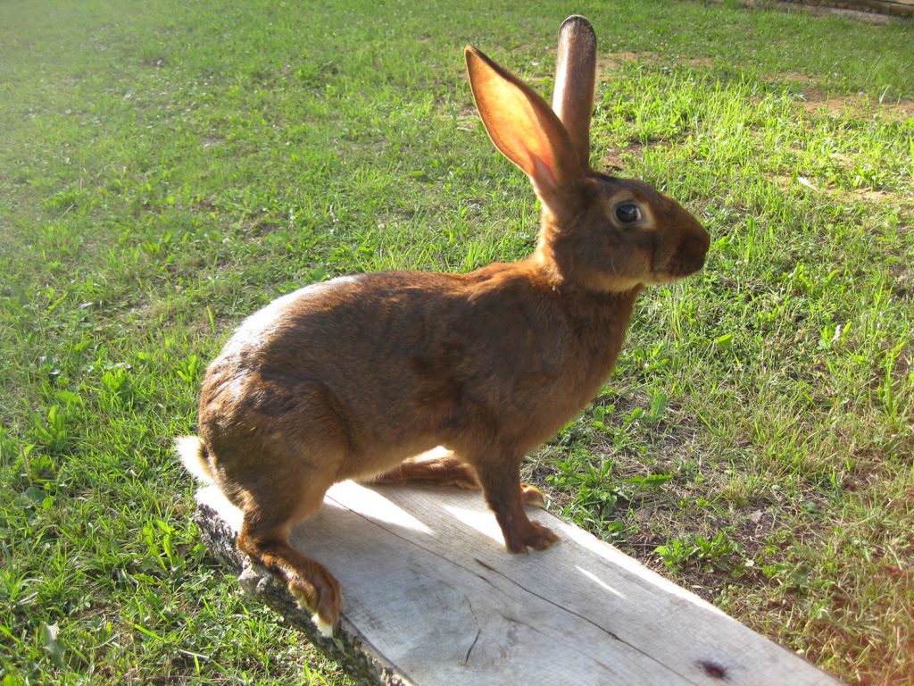 Best 10 Type Of Rabbits - Popular Rabbit Breeds