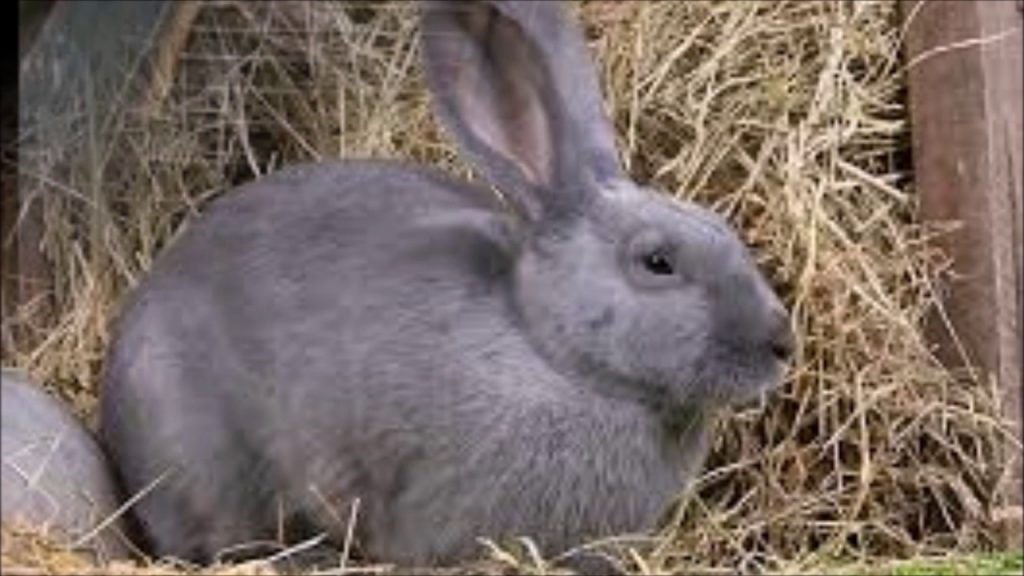Best 10 Type Of Rabbits - Popular Rabbit Breeds