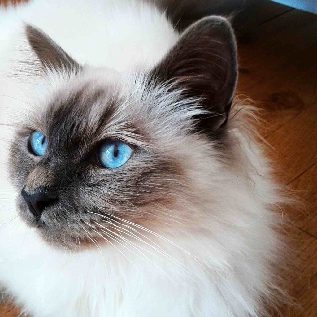 Birman Cat Breed (Characteristics, Temperaments, Cat Care)