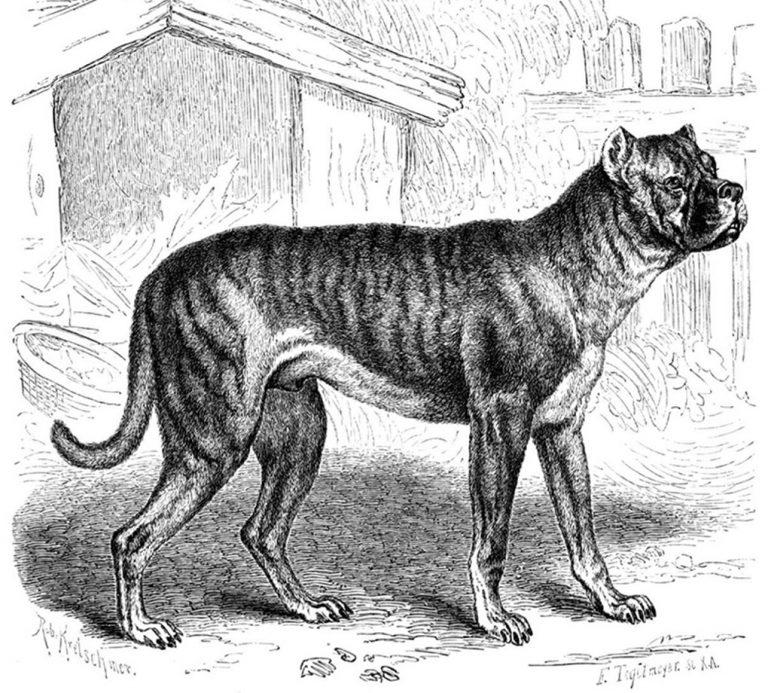 Boxer Dog Breed (Health Problems, History, Temperament & Facts)