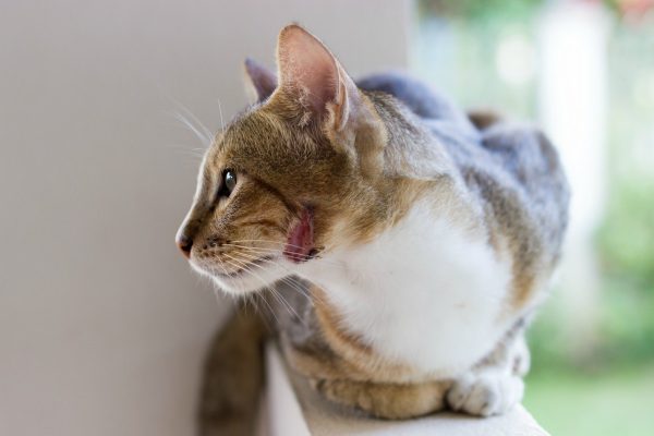 Cat Abscess | How to Treat Cat Abscesses at Home