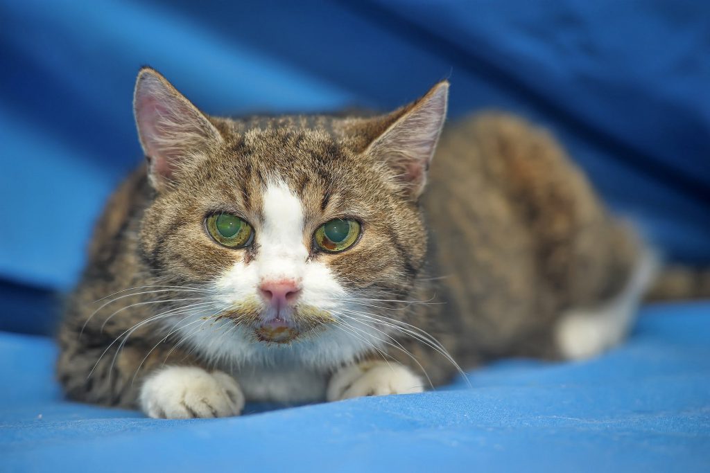 Cat Cancer | Types, Symptoms, Basic Prevention & Treatment