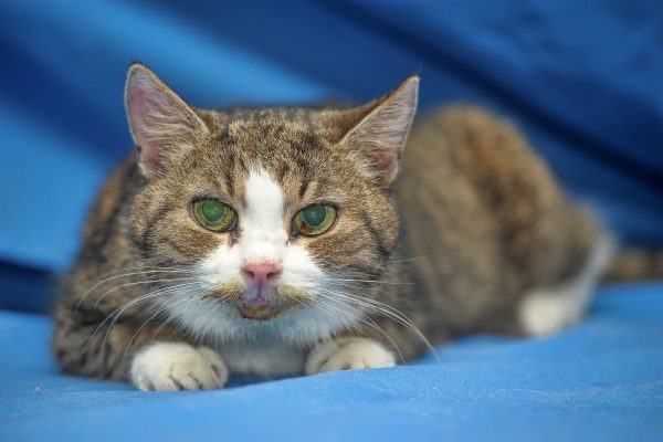 Cat Cancer | Types, Symptoms, Basic Prevention & Treatment