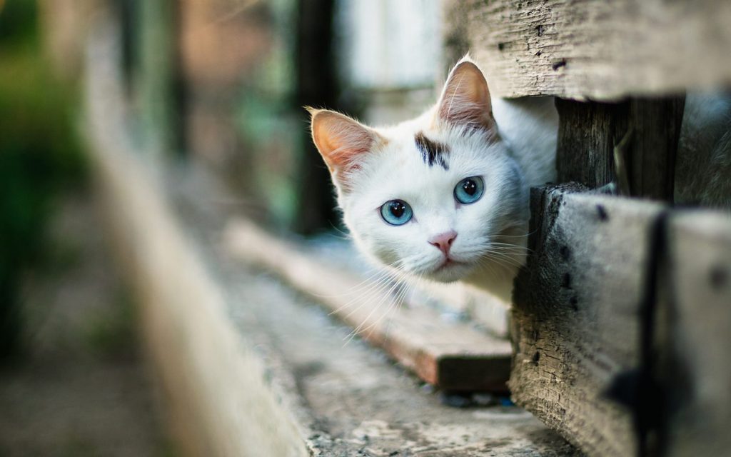 Cuts on a Cat - Treatment, Home Remedies & Precautions