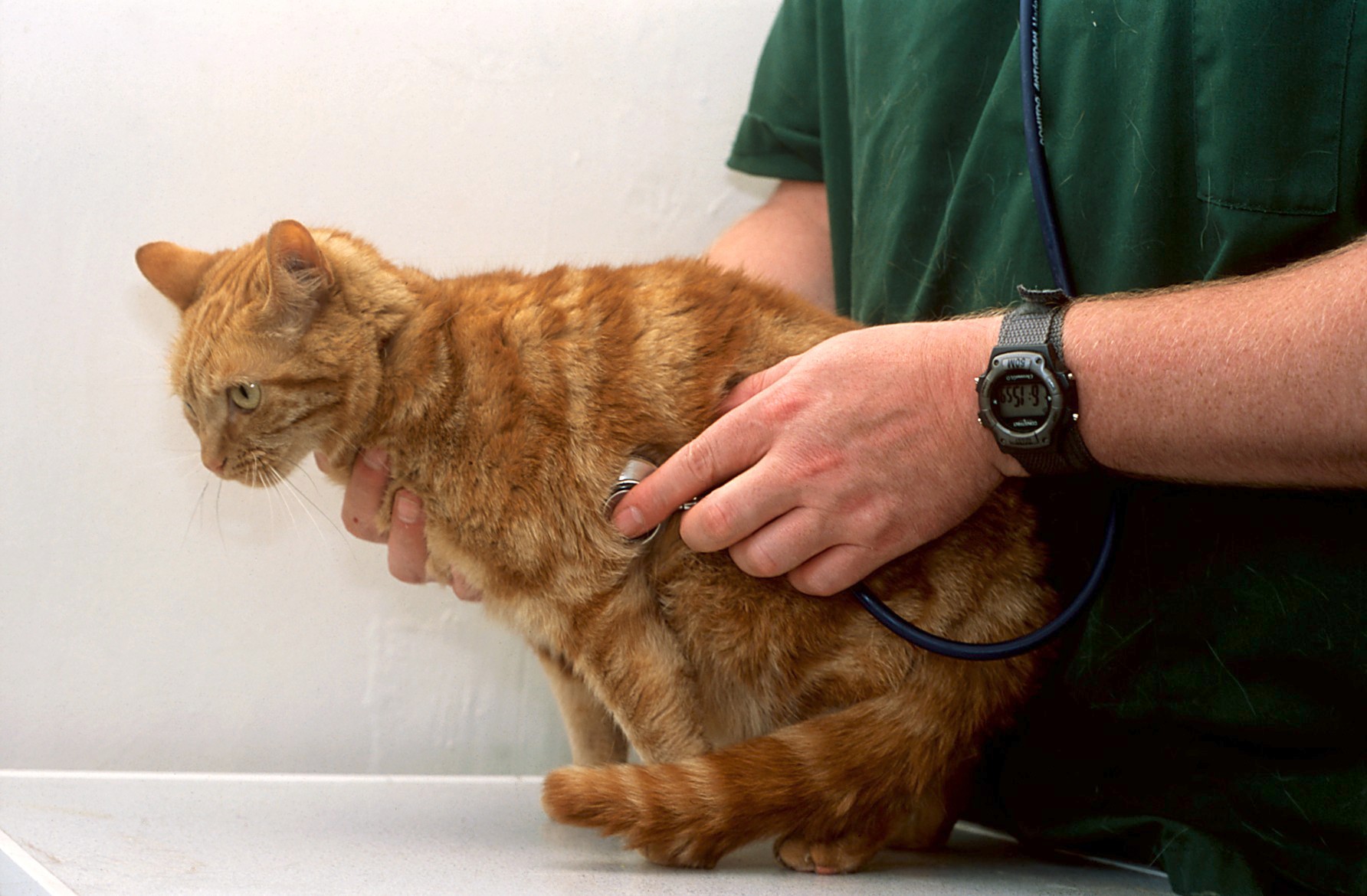 Cat Health Diseases Best Guide On Cat Health Care 