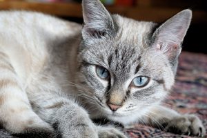 Cat Internal Bleeding Signs - Cat Health And Care