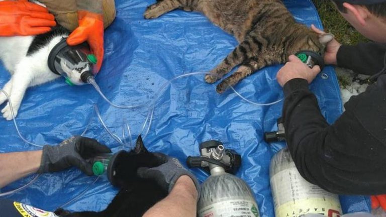 Cat Smoke Inhalation Information (Home Remedies & Treatment)