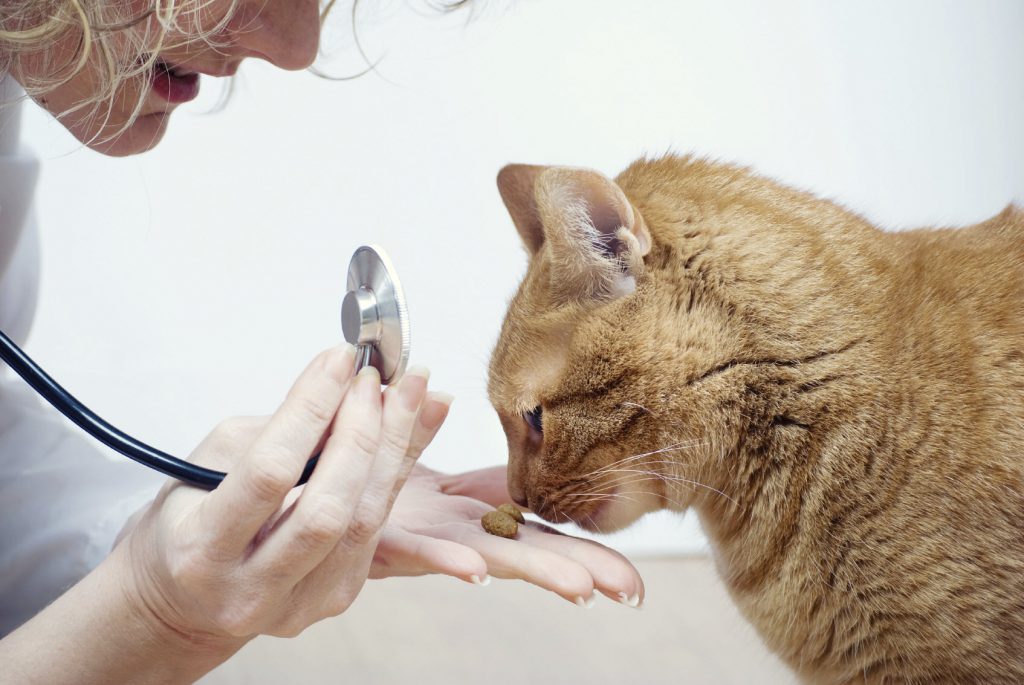 Cat Veterinarian - Select And Evaluate Your Veterinarian