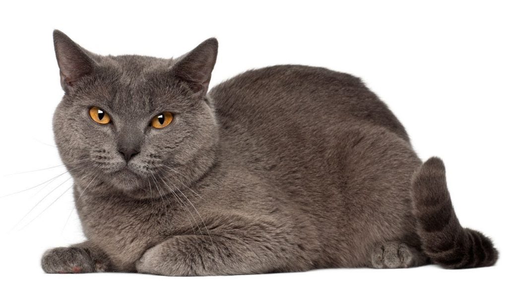 The Chartreux Cat Breed Guide(Characteristics, Temperaments)