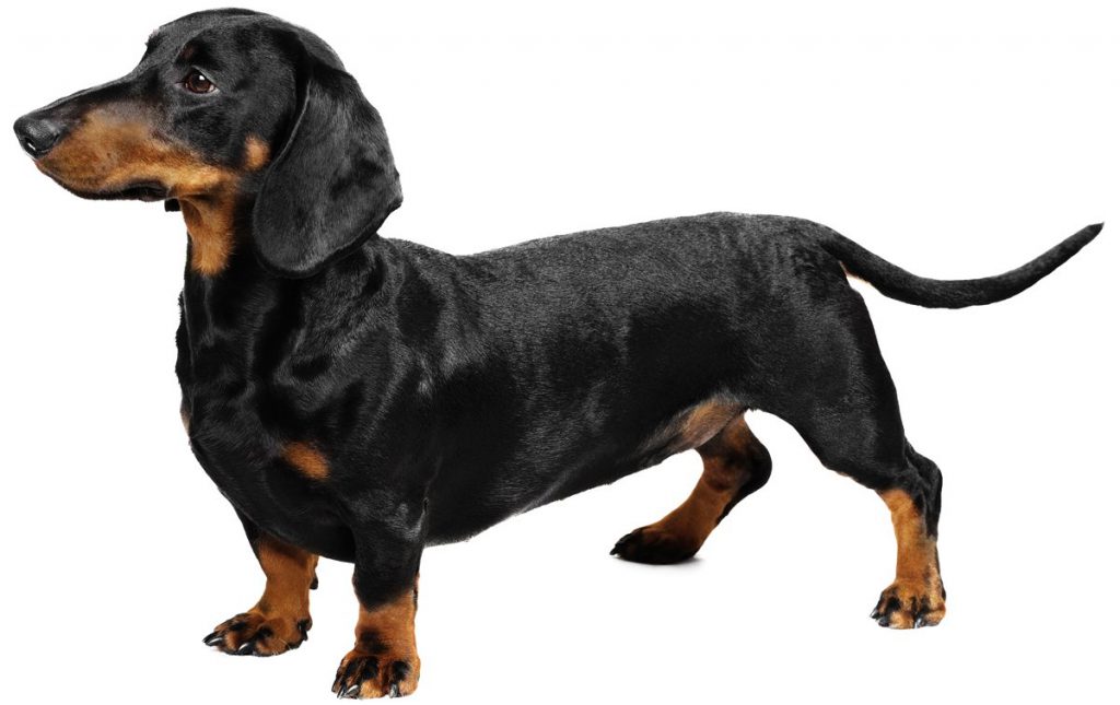 Dachshund The Wiener Dog Breed Fact Sheet Pros Cons