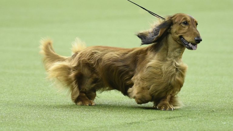 Dachshund, The Wiener Dog: Breed Fact Sheet, Pros & Cons
