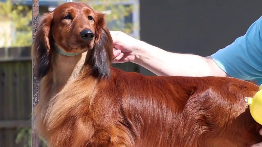 Dachshund, The Wiener Dog: Breed Fact Sheet, Pros & Cons