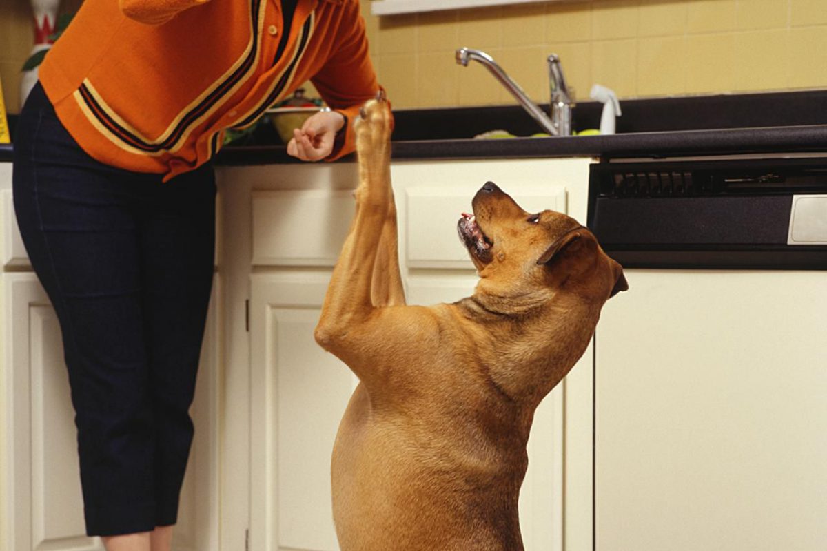 Dog Begging For Food And Attention Learn Dog Signs