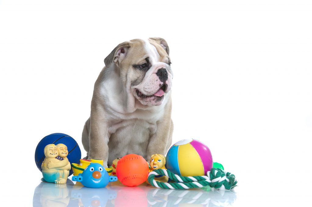 Dog Begging For Food And Attention Learn Dog Signs