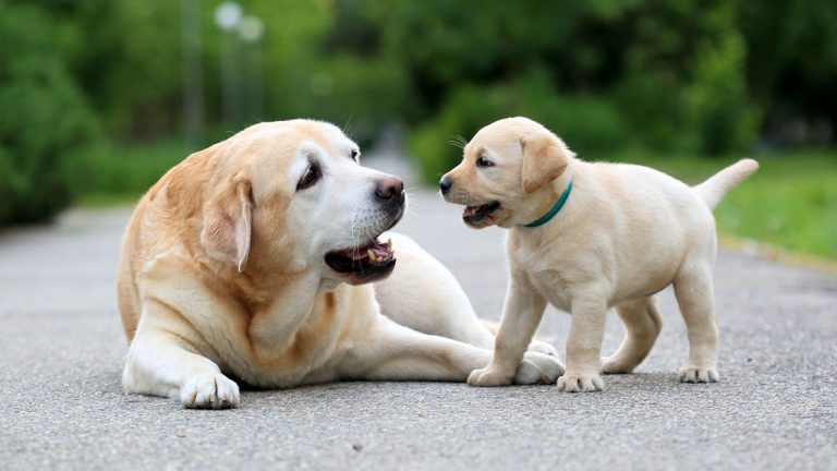 Dog Behavior | Best Guide About Dog Nature & Behavior