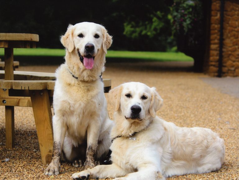 Facts You Didn't Know About Irresponsible Dog Breeding