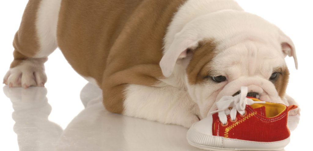 Dog Chewing | How to Stop a Dog From Chewing