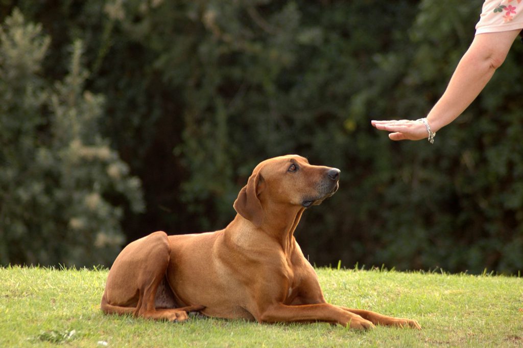 How Dog Training Complete Guide For Your Dog