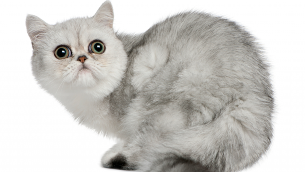 Best Exotic Cat Breed Guide - Characteristics, Temperaments