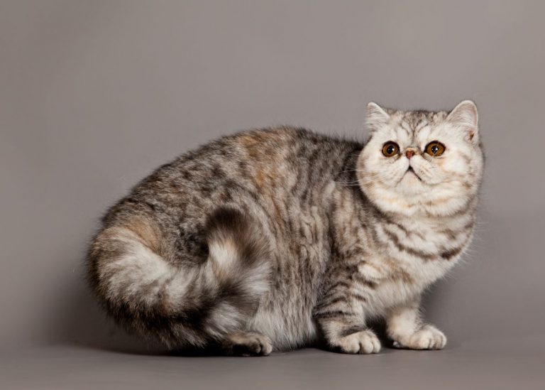 Best Exotic Cat Breed Guide - Characteristics, Temperaments