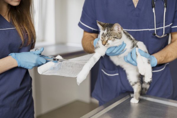 How to Bandaging a Cat ? | Bandaging Tips and Tricks