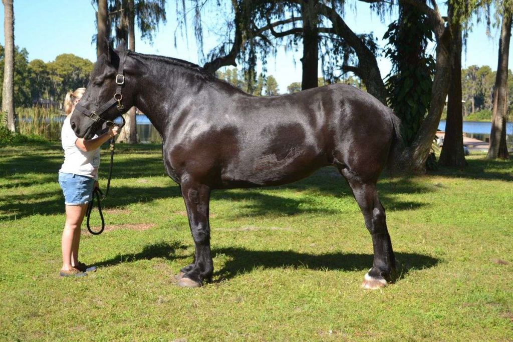 Percheron Horse Breed Full Information, History, Size & lifespan