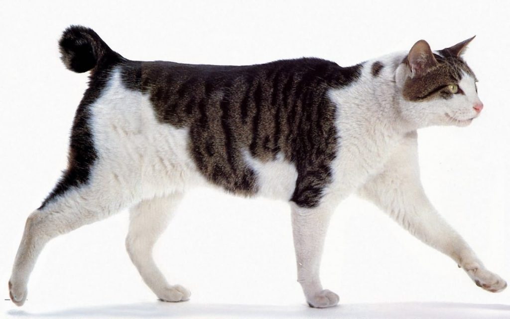 Best Japanese Bobtail Cat Guide - Characteristic & Cat Care