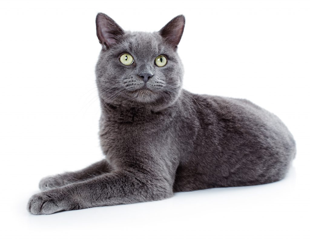 Korat Cat Breed (History, Grooming, Features & More)