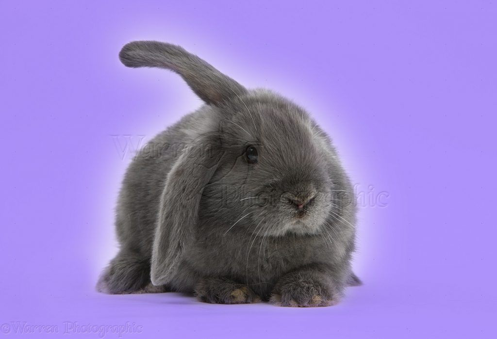 Best 10 Type Of Rabbits - Popular Rabbit Breeds