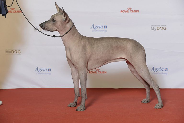 Mexican Hairless Dog Breed Temperament, Health & Basic Facts