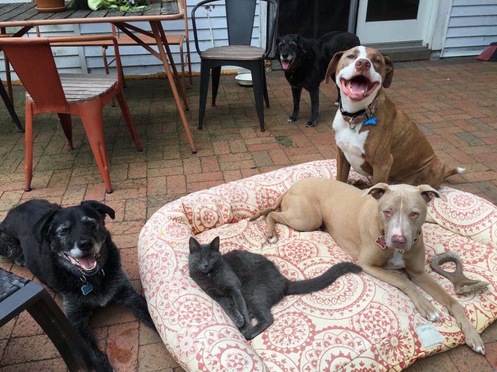 Multi Pet Households - How To Choose Best Breed Dog