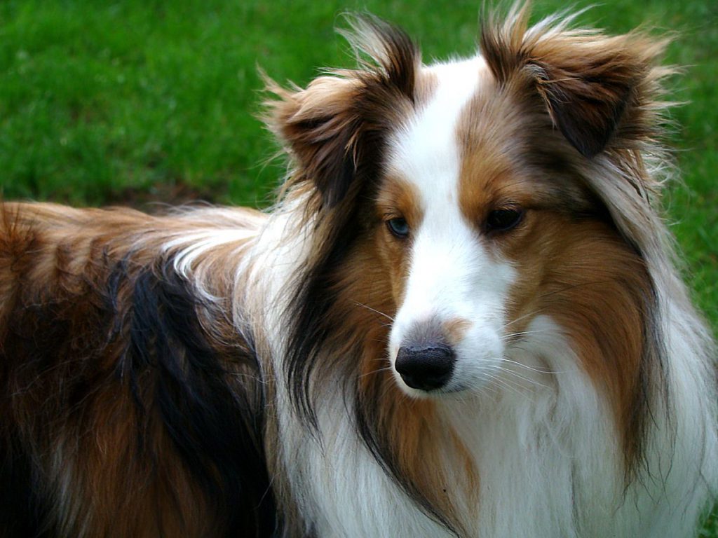 Shetland Sheepdog: Breed Profile & Facts(Best Guide)