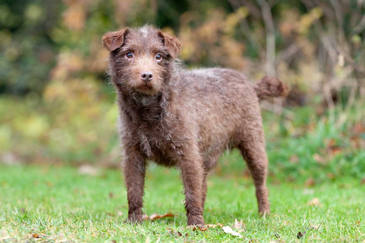 Patterdale Terrier Dog (Temperament, Health, History & More)