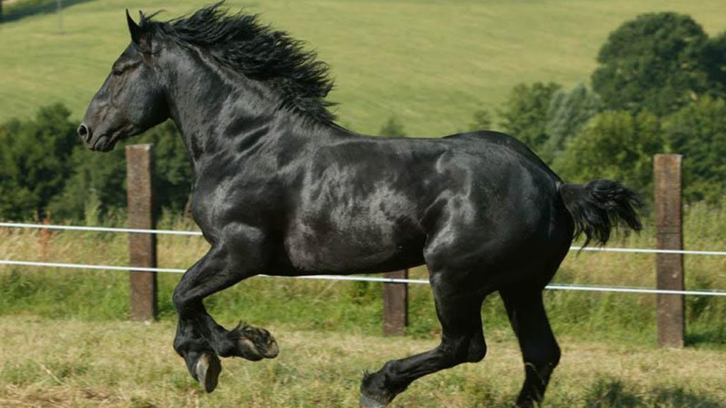 Percheron Horse Breed Full Information, History, Size & lifespan