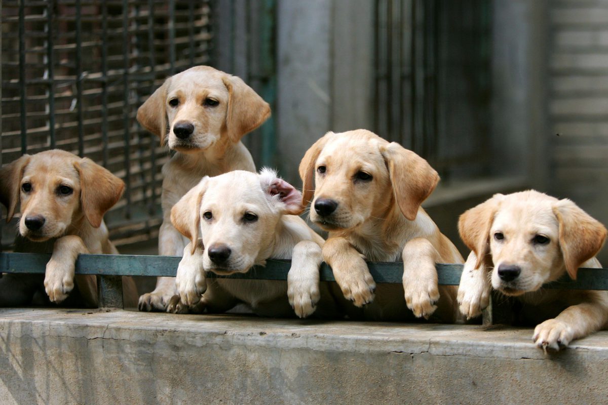 Puppy Mills Vs Breeders | Learn Which Place Is Best For Pups