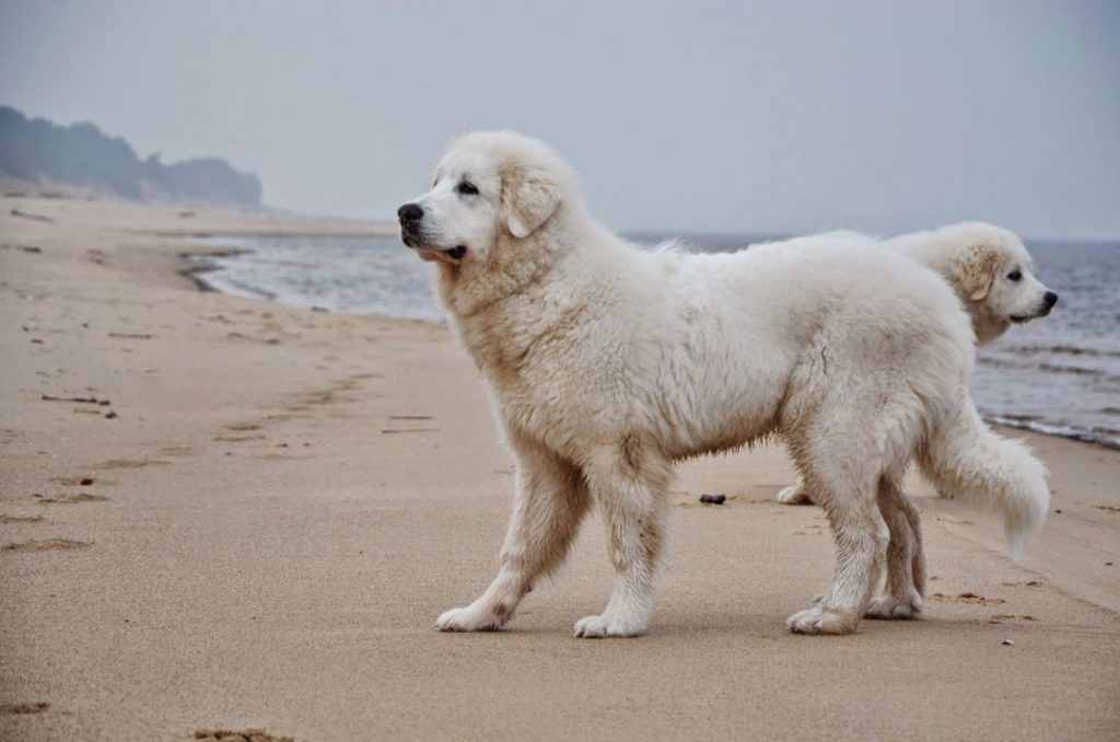 Pyrenean Mountain Dog Breed Information, Facts & Health