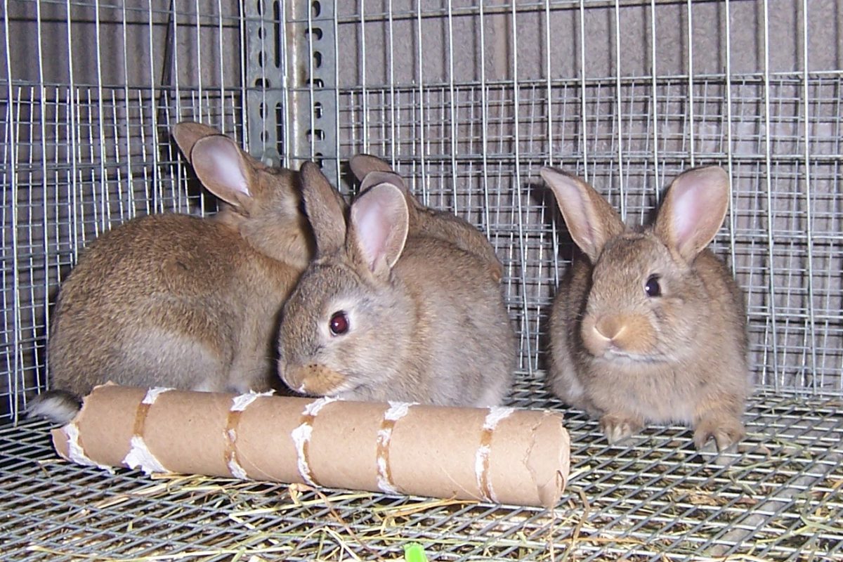 Rabbit Breed - How To Increase Size of Rabbit Litters